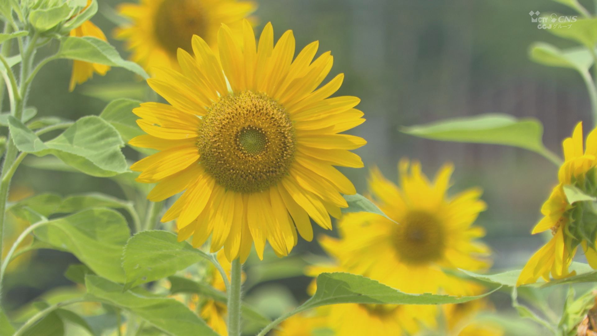 7月入ったばかりなのに、ひまわりが満開！ | CTY・CNS 地域情報サイト